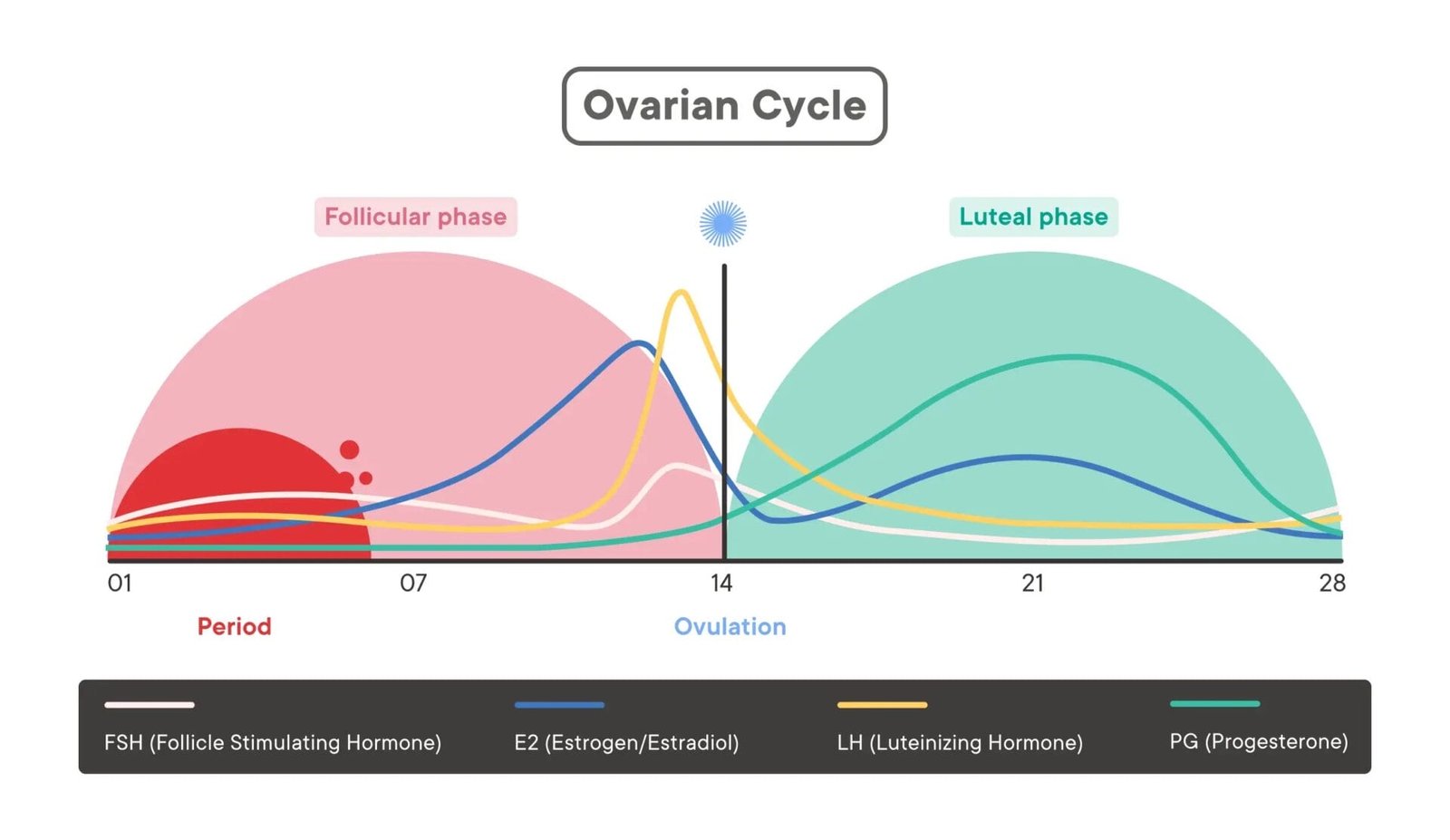 Understanding the Menstrual Cycle and Training